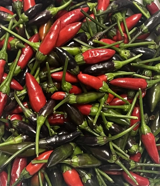 KALA MORICH Khala Moris - Bangladeshi Black Chilli. 20 Seeds. UK Grown ...