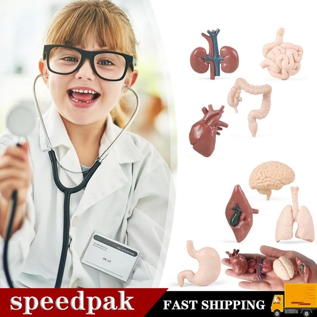 ANATOMICAL HUMAN BODY Model Anatomy Internal Organ Mini Model Mold ...