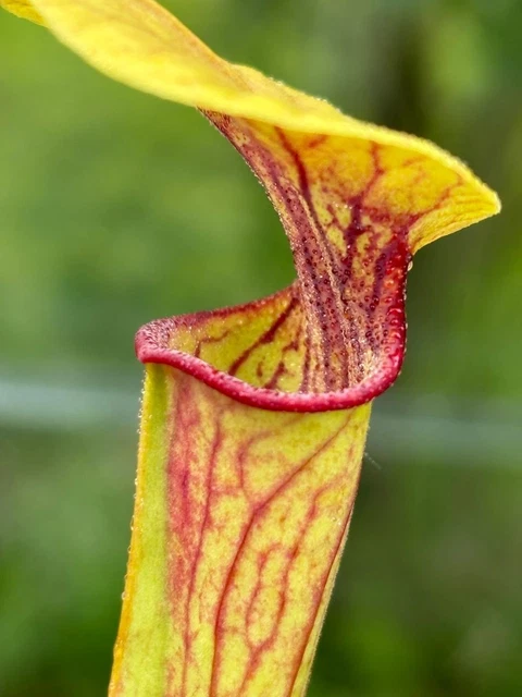 SARRACENIA (ALATA RED X Flava Atropurpurea) X Flava Goldie (20CM ...