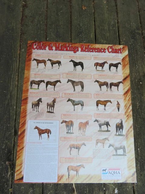 AQHA QUARTER HORSE Color & REFERENCE Chart POSTER 28" x 22-1/8" BAYS ...