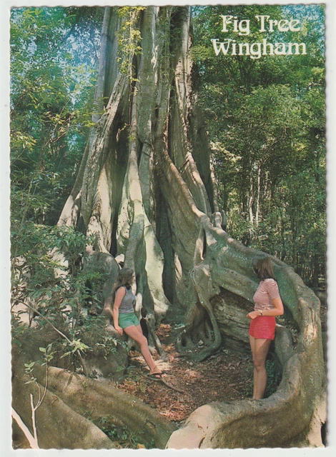 AUSTRALIA NEW SOUTH WALES NSW Giant Fig Tree WINGHAM BRUSH TAREE BV444 ...