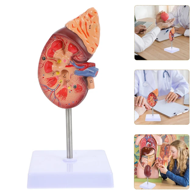 KIDNEY MODEL ANATOMY Jane System Organs Human Body £26.99 - PicClick UK