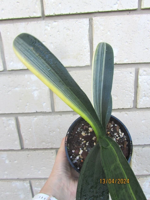 RARE VARIEGATED CLIVIA Miniata. This plant. Not monstera or ...