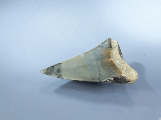 FOSSIL MAKO SHARK Tooth Australian: Isurus hastalis (EA8798) Portland ...