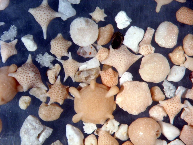 HOLOCENE FORAMINIFERA MICRO sample Japan Superb Star Sand with SEM ...