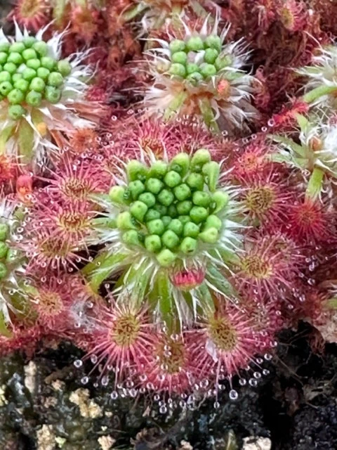 PYGMY DROSERA ENEABBA - Carnivorous plants Sundew Western Australia ...