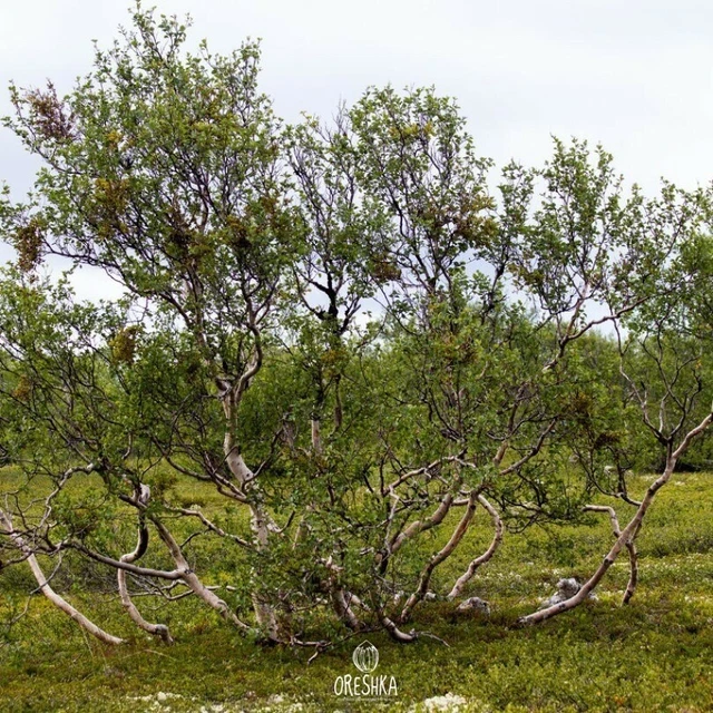 DWARF BIRCH 100+ PCS fresh seeds, Betula nana, Tree seeds £9.60 ...