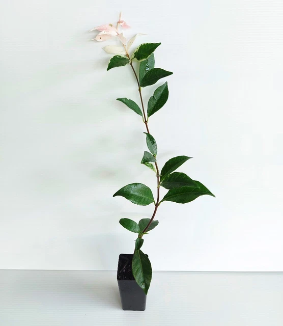 VARIEGATED STAR JASMINE Plant-Tricolour-Variegated Climber And ...