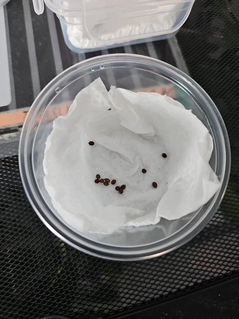 50+ INDIAN STICK insect eggs laid March 2024 - some are starting to ...