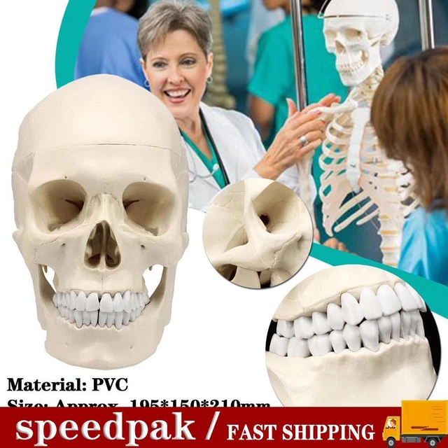 LIFE SIZE HUMAN Anatomical Anatomy Resin Head Bone Skull Teaching Model ...