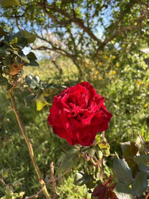 PIANTA DI ROSA BREVETTATA BLACK BACCARA ® rosa nera PROFUMATA vaso19 ...