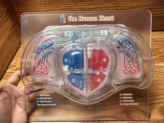 LEARNING RESOURCES PUMPING Heart Model Ages 8+ Human Anatomy NO AIR ...