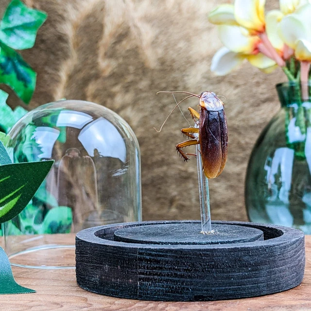 S13B COCKROACH GLASS Dome Entomology Taxidermy Oddities curiosities ...