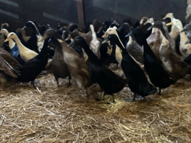 6 X MIXED Colour Indian Runner Duck Hatching Eggs £15.28 - PicClick UK