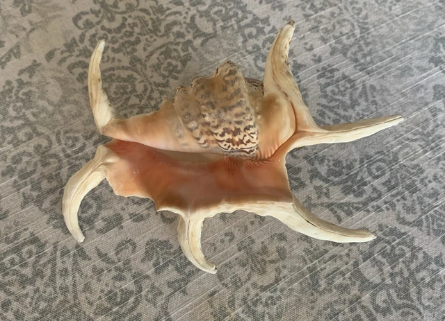 LAMBIS COMMON SPIDER Conch Seashell Sea 6"x7" £9.44 - PicClick UK