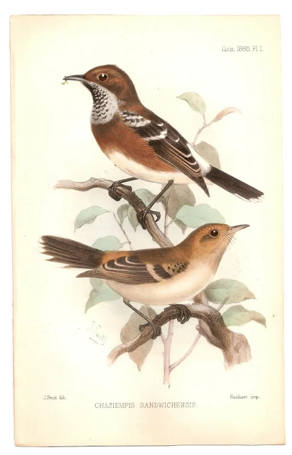 SMIT: LITOGRAFIA COLORATA a mano, IBIS J., su. hawaiano Kona `Elepaio ...