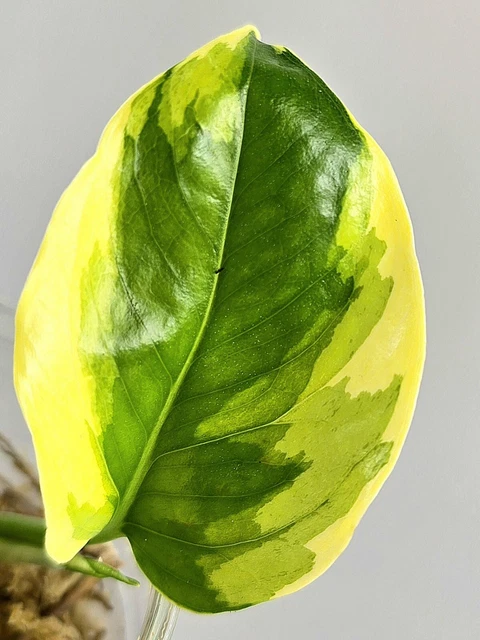 EPIPREMNUM MANJULA MUTATION Poonsin Tricolor Kopfsteckling EUR 79,00 ...