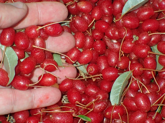 GOUMI BERRY (ELAEAGNUS multiflora) - delicious fruit shrub - 50 seeds £ ...