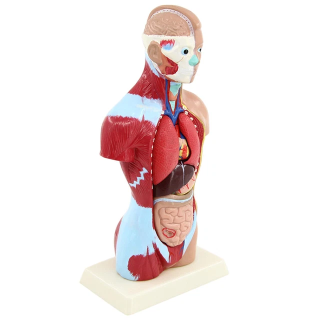27CM HUMAN ANATOMICAL Torso Life Size Skeleton Model for School £29.69 ...