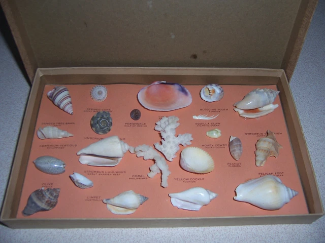 VINTAGE SEA SHELL Shells Mounted Collection w/Names in Box - WORLDWIDE ...