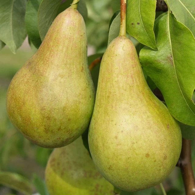 ABATE FETEL HERBSTBIRNE Buschbaum Halbstamm Tafelbirne süße und saftige ...