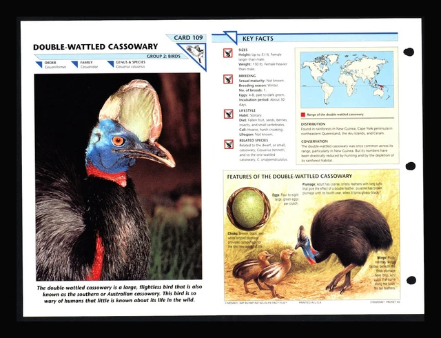 DOUBLE-WATTLED CASSOWARY WILD Life Fact File Bird Animal Card Home ...