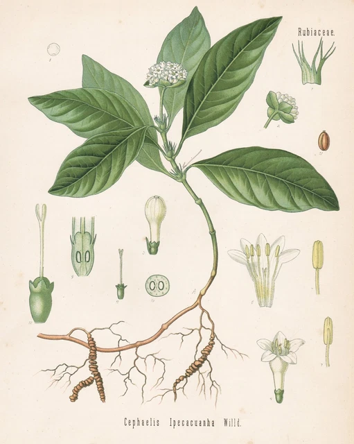 CEPHAELIS IPECACUANHA BRECHWURZEL plant Heilpflanze medicine Müller ...