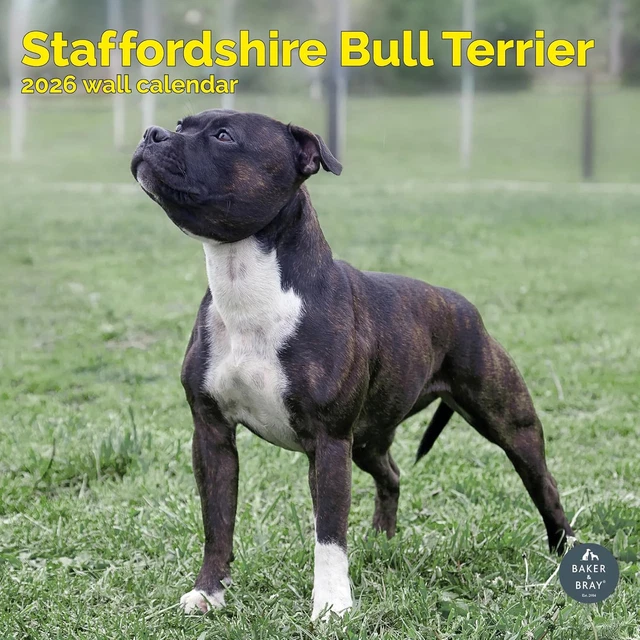 STAFFORDSHIRE BULL TERRIER Calendar 2026, Large Square Wall Calendar ...