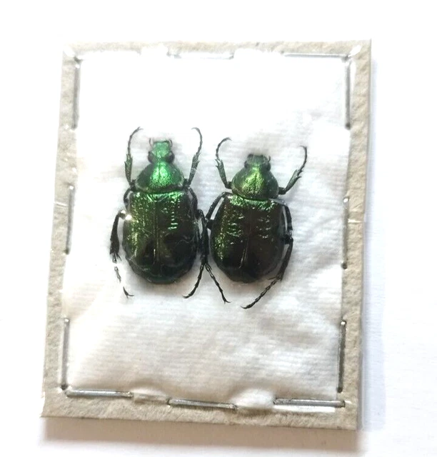INSECT - SCARABAEIDAE Gnorimus nobilis - France - Pair 18/16mm Noble ...