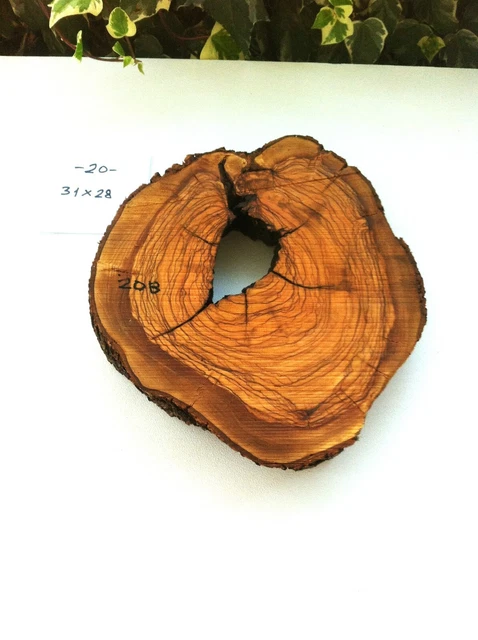 12X11 INC. UNIQUE Olive Root Burl Slices,Wonderful Olive Tree for table ...