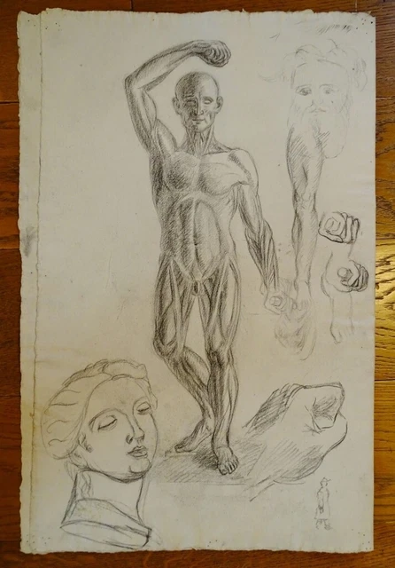 ETUDE ECORCHÉ ANATOMIE Académie - Grand Dessin original ancien EUR 10 ...