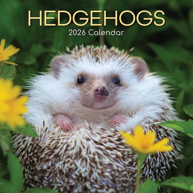 HEDGEHOGS 2026 CALENDAR 16 Month (Sept 2025-Dec 2026) Family Square ...