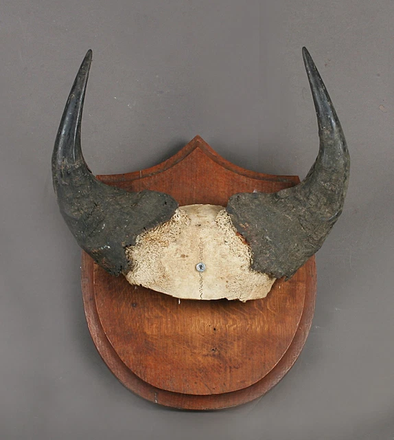 CABINET DE CURIOSITE - Paire De Cornes De Buffle Noir Fixees Sur ...