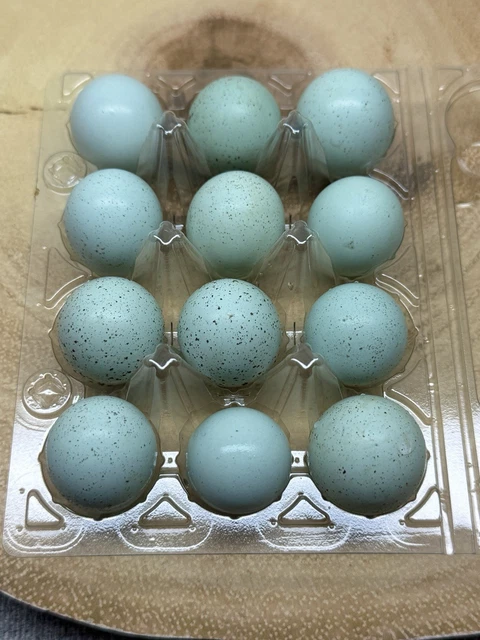 CELADON (BLUE) COTURNIX Quail Eggs x 24. Beautiful variation of parent ...