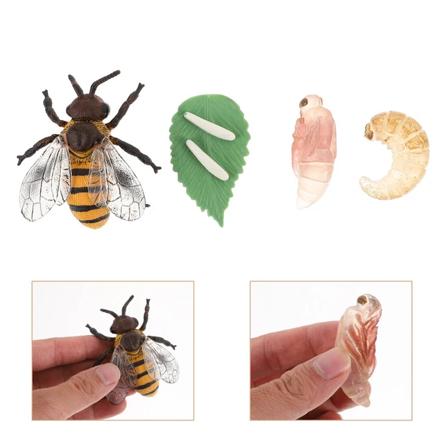 KIDS PLAYTHINGS FAKE Honey Bee Models Life Cycle Toys For Bees Child £7 ...
