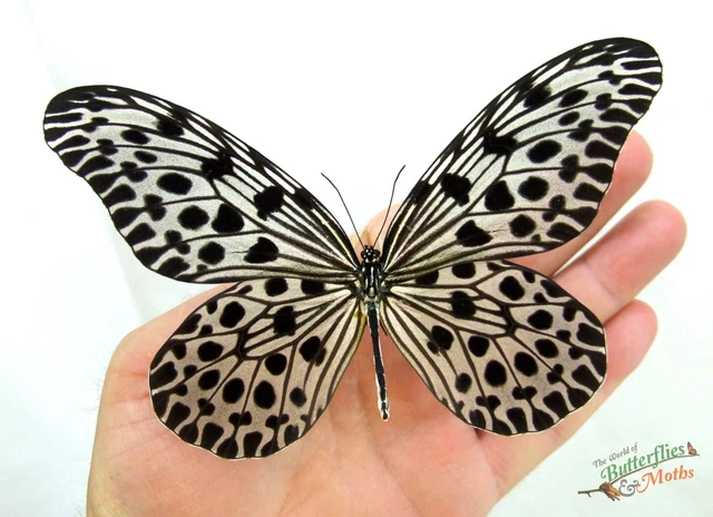 IDEA LYNCEUS GIANT Tree Nymph Butterfly SET x1 A- Entomology Taxidermy ...