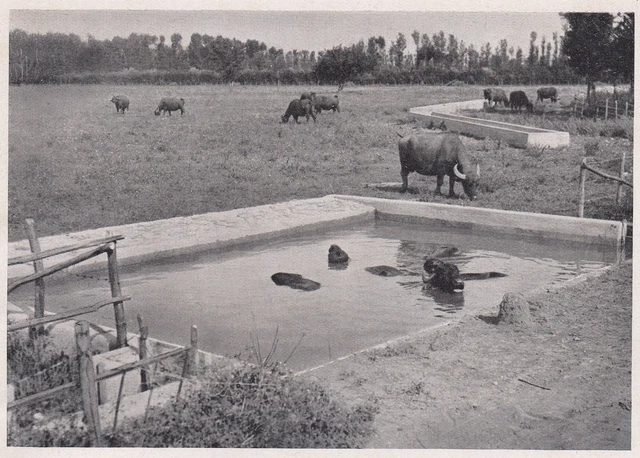 D3921 BUFALE EN El Pasto Endurecido - Imprimir Antiguo - 1939 Vintage ...