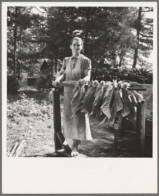PHOTO 1930S WIFE of farmer works stringing tobacco. Granville Co NC ...