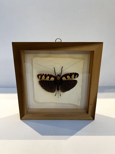 REAL FRAMED FLYING Insect In Frame /Taxidermy/Insect Art/Entomology New ...