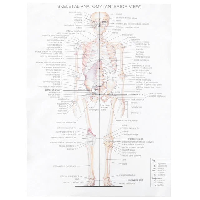 ANATOMY CHART HUMAN Dissection Poster Anatomical Heart Poster EUR 9,44 ...