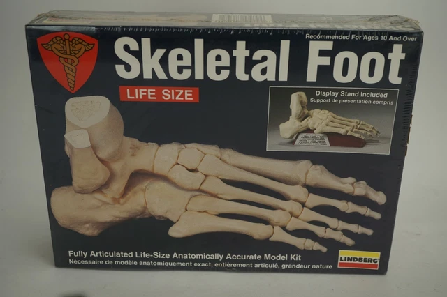VINTAGE LINDBERG SKELETAL Human Foot Life Size Scale Model Kit £13.37 ...