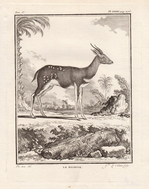 BUSHBUCK BOSBOK BOCK ram Tiere animals gravure Kupferstich engraving ...