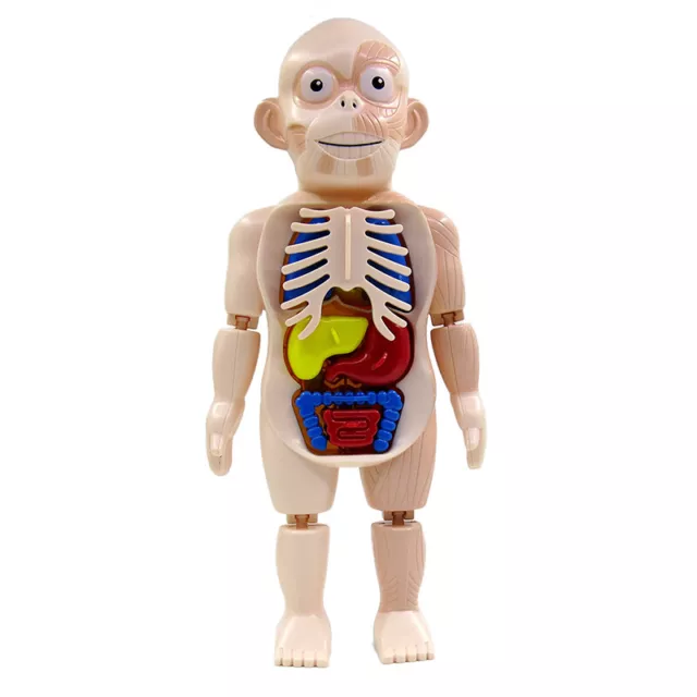 3D PUZZLE HUMAN Body Anatomy Toy Educational Learning DIY Assembled ...