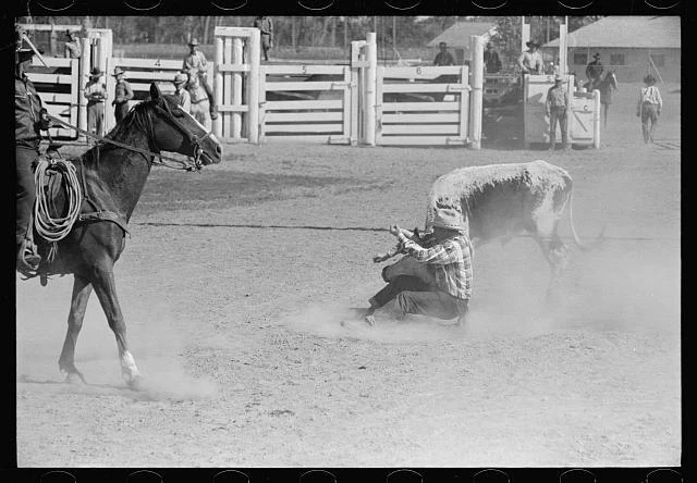 BULLDOGGING RODEO MILES City Montana 1930s Historic Old Photo 1 $8.09 ...
