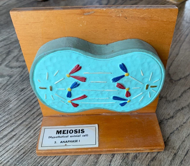 MEIOSIS EDUCATION MODEL of Animal Cell division biology anatomy £44.51 ... MEIOSIS EDUCATION MODEL of Animal Cell division biology anatomy £44.51 ...