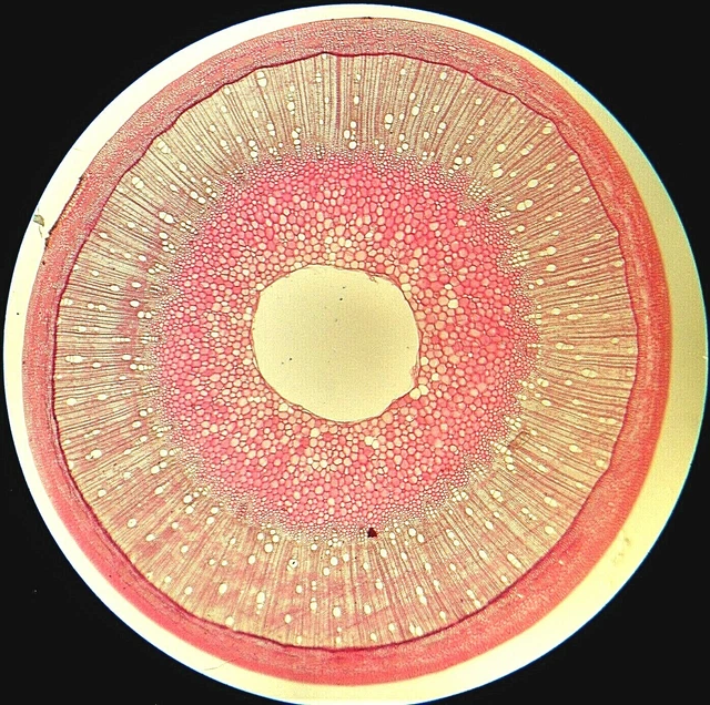 ANTIQUE MICROSCOPE SLIDE. Histology. Stem of Castor Oil Plant. by J ...
