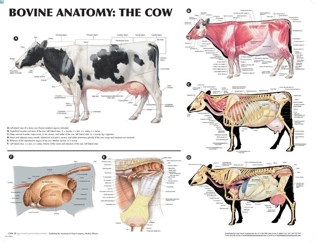 COW BOVINE ANATOMY Wall Chart LFA #99014 £28.34 - PicClick UK