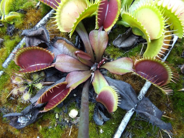 2024-120 VENUS FLYTRAP, Dionaea seeds Purple Haze, buttcheeks, red sawtooth,cudo £9.09 - PicClick UK