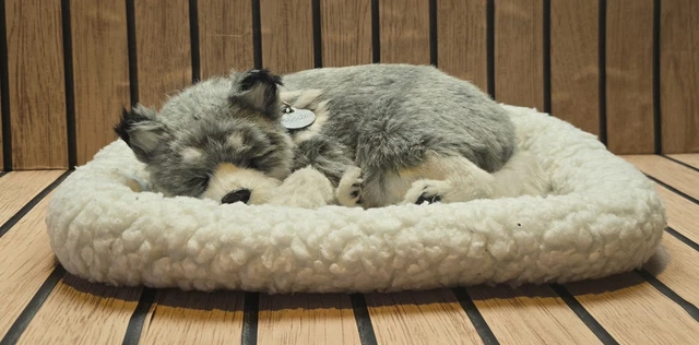 21AA PERFECT PETZZZ Alaskan Husky Grey White sleeping puppy realistic ...