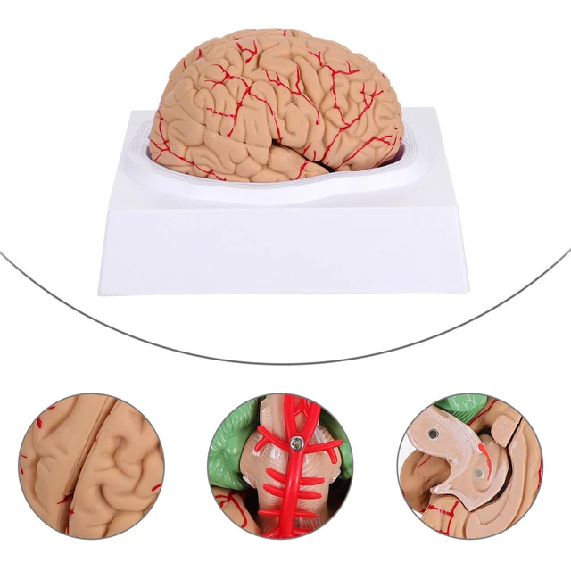 HUMAN ANATOMICAL MODULE Anatomical Brain Mode Brain Model £37.99 ...